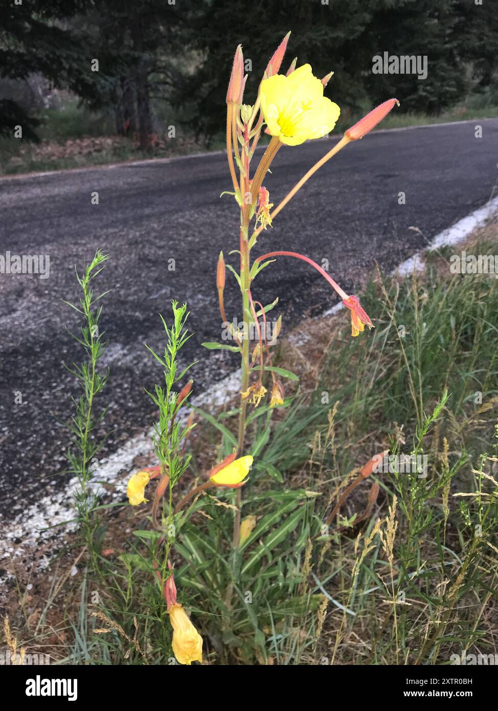 long-stem evening-primrose (Oenothera longissima) Plantae Stock Photo ...