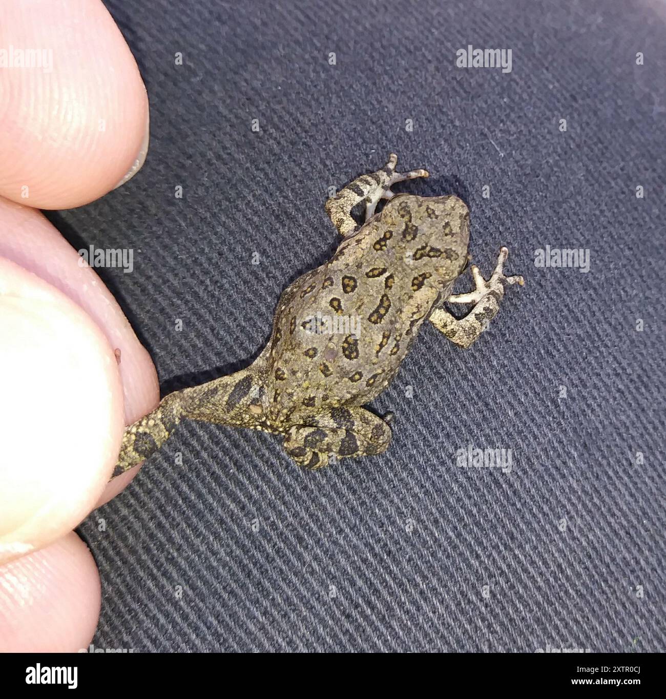 Fowler's Toad (Anaxyrus fowleri) Amphibia Stock Photo - Alamy