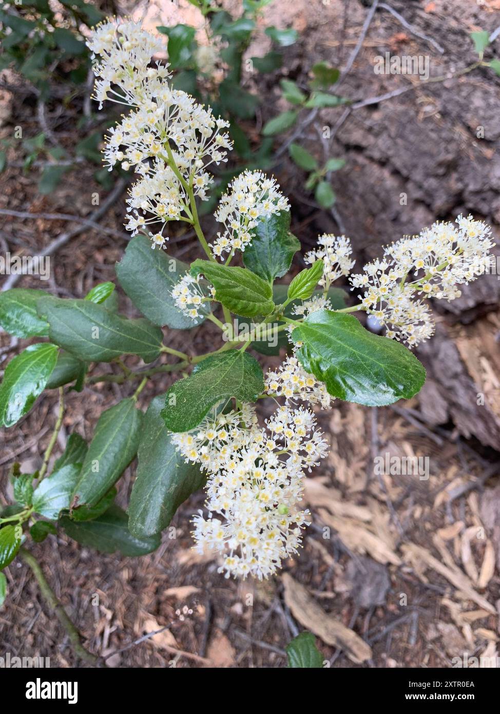 Snowbrush Ceanothus (Ceanothus velutinus) Plantae Stock Photo - Alamy
