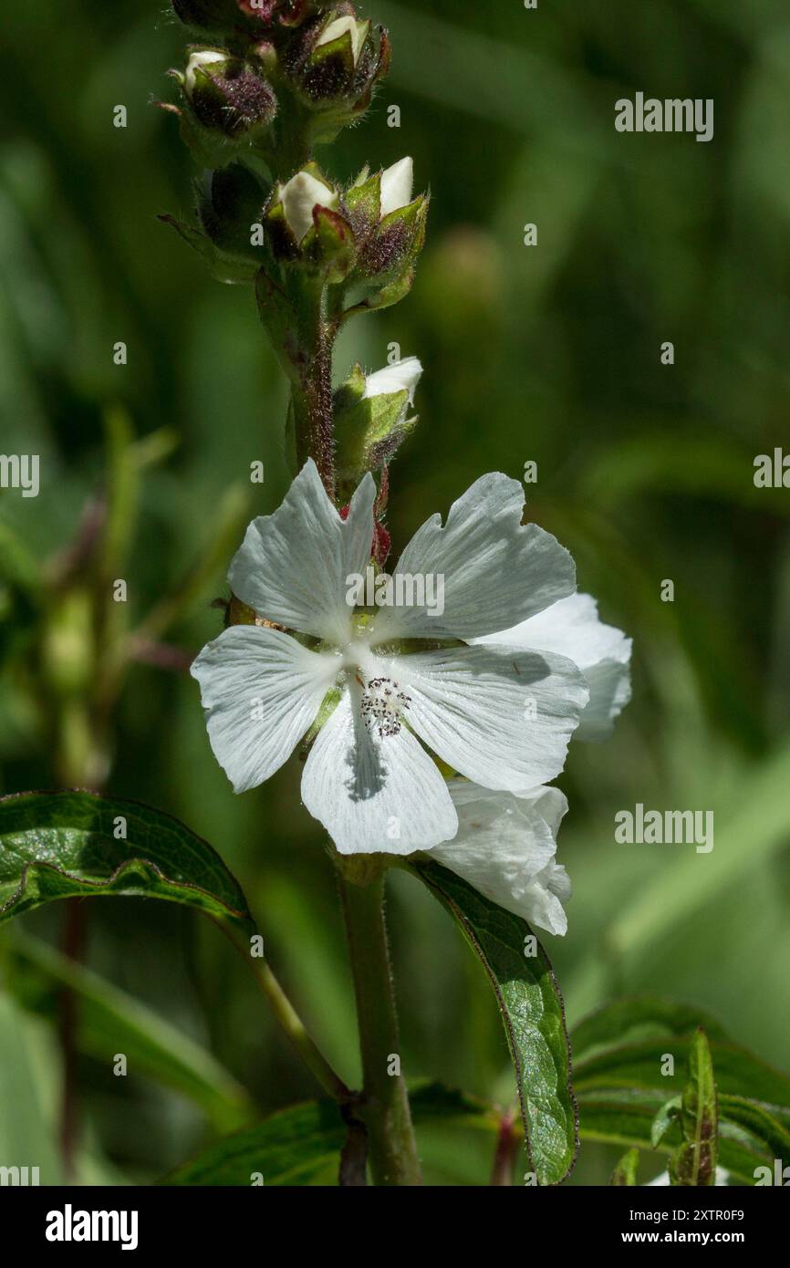 Prairie mallow sidalcea hi-res stock photography and images - Alamy