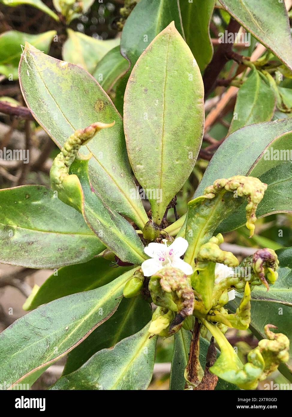 Ngaio (Myoporum laetum) Plantae Stock Photo - Alamy