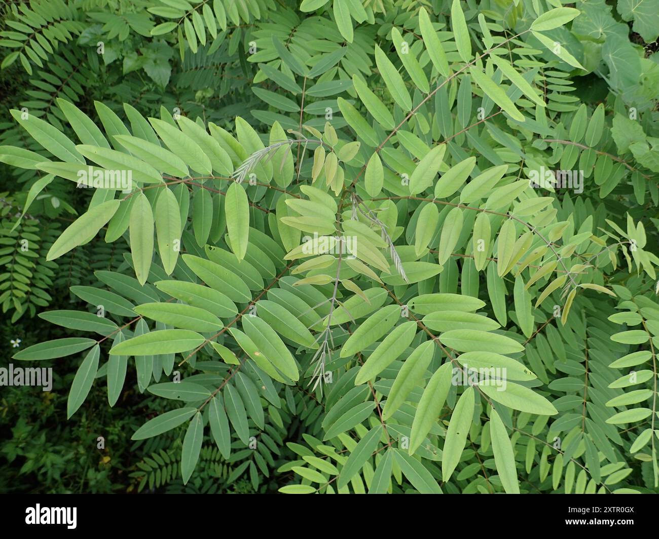 Kassod Tree (Senna siamea) Plantae Stock Photo - Alamy