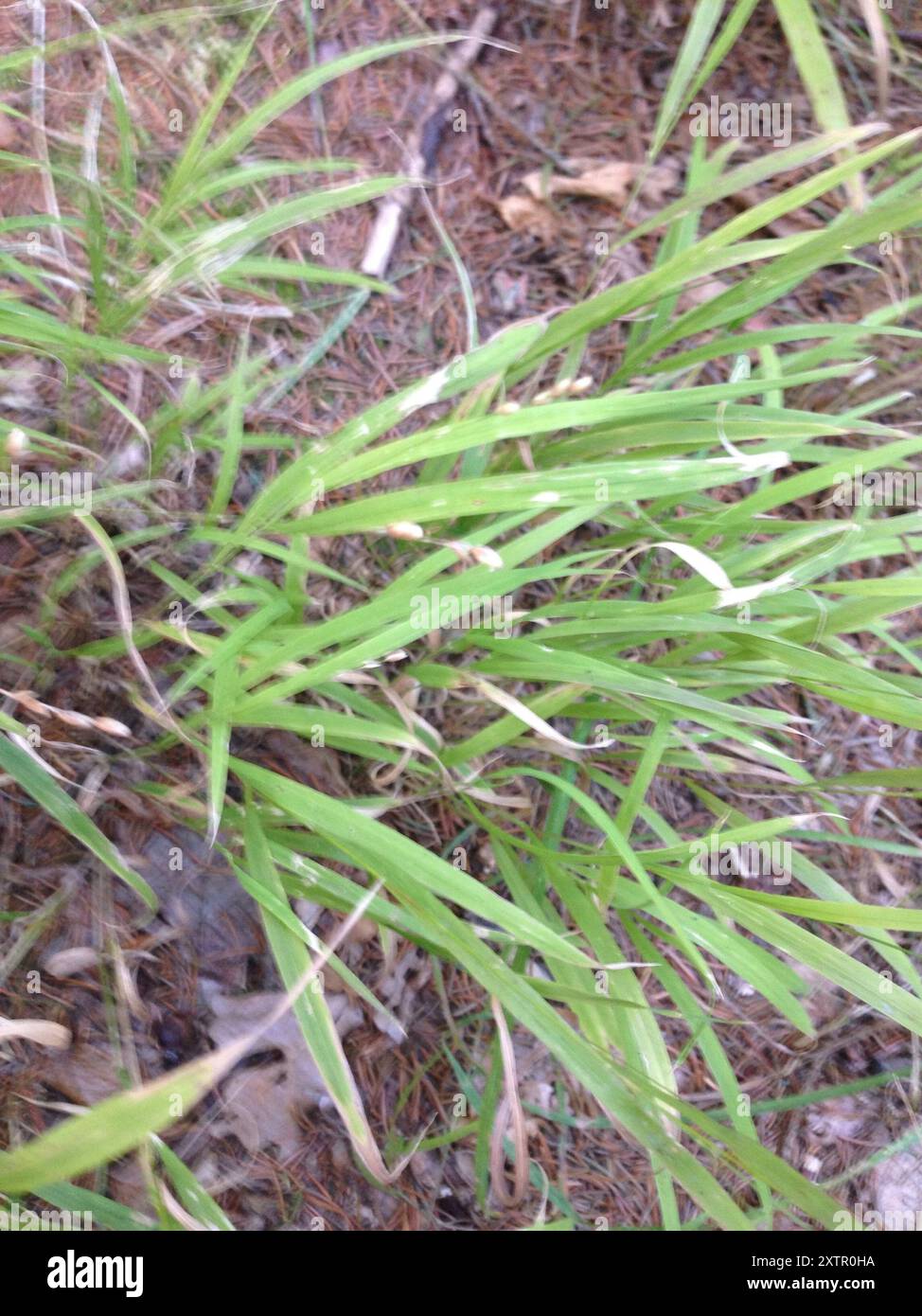 Wood Melick (Melica uniflora) Plantae Stock Photo - Alamy