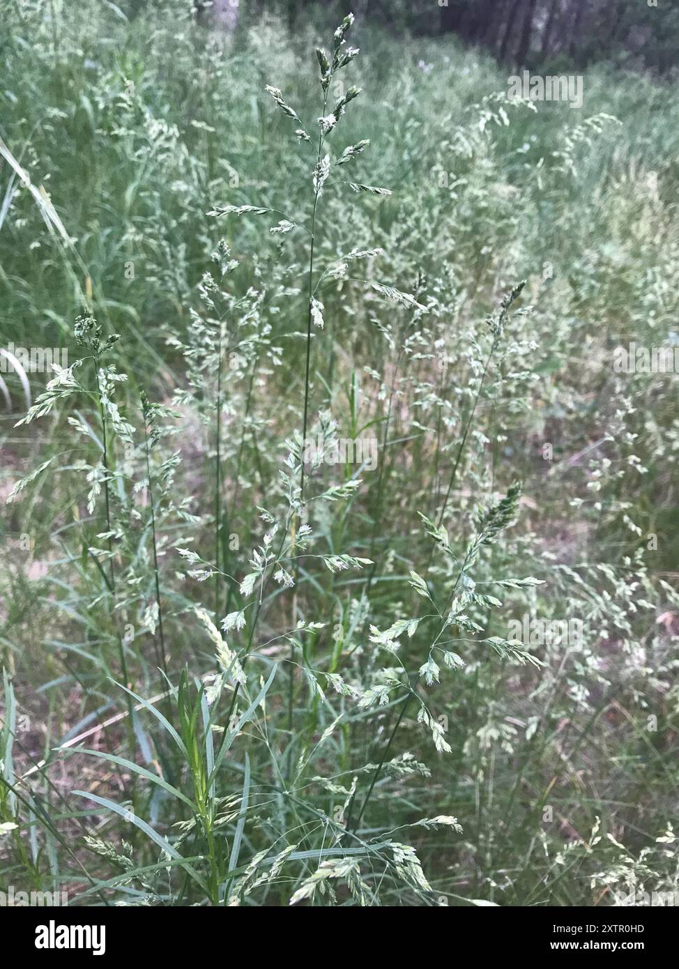 Smooth Meadow-grass (Poa pratensis) Plantae Stock Photo - Alamy