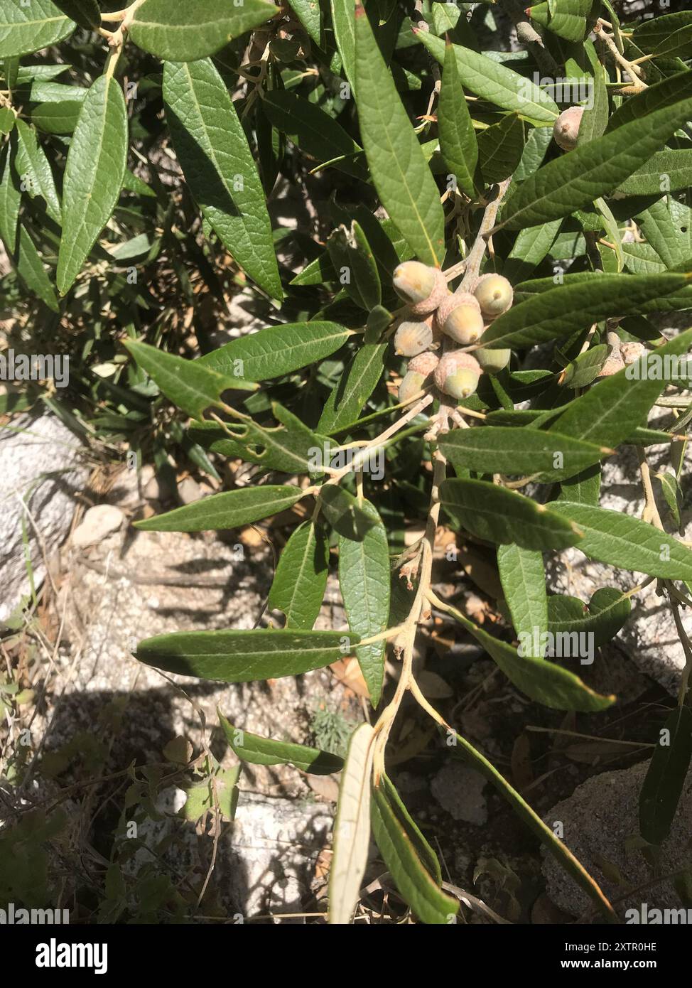 silverleaf oak (Quercus hypoleucoides) Plantae Stock Photo - Alamy