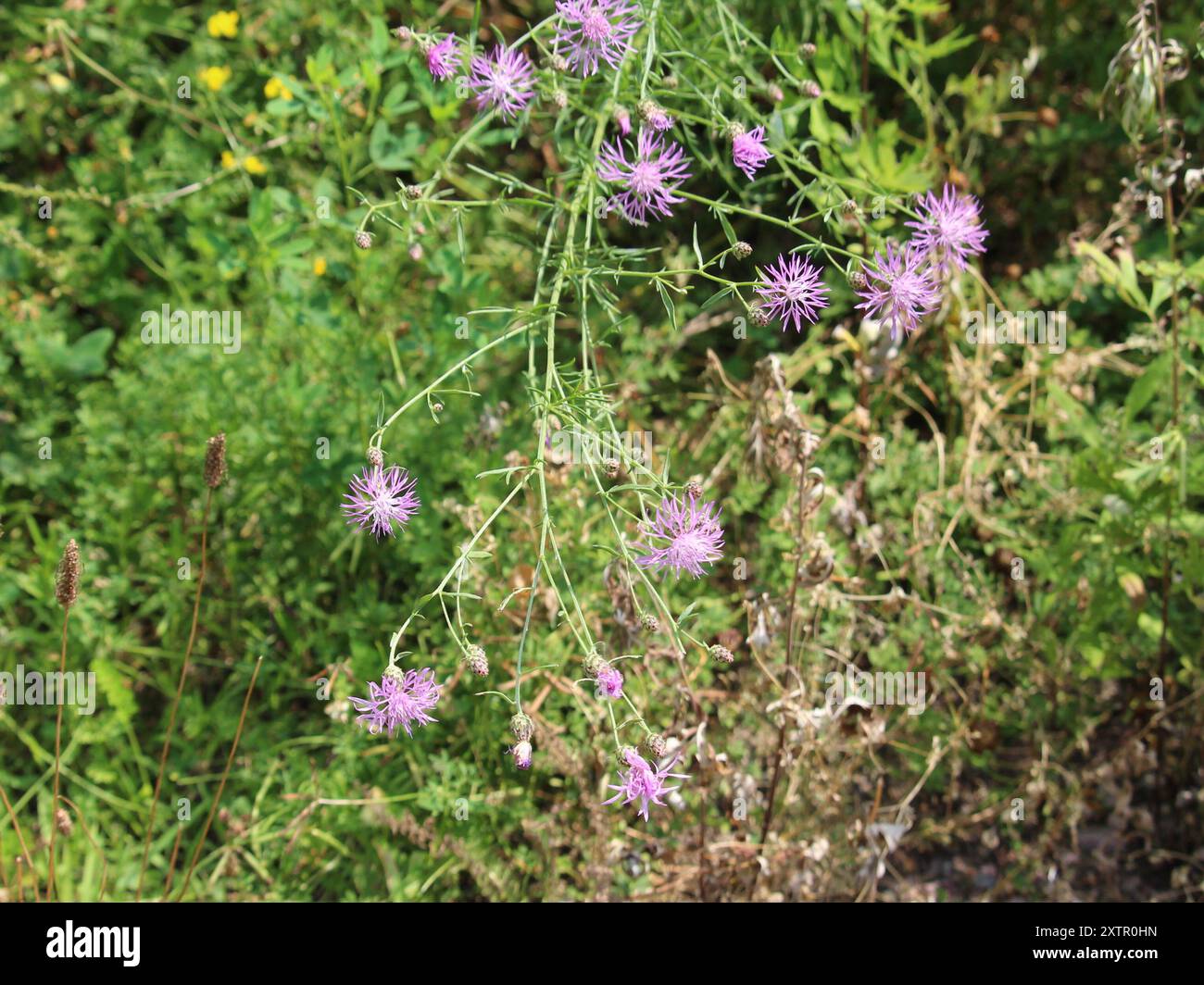 spotted knapweed (Centaurea stoebe) Plantae Stock Photo - Alamy