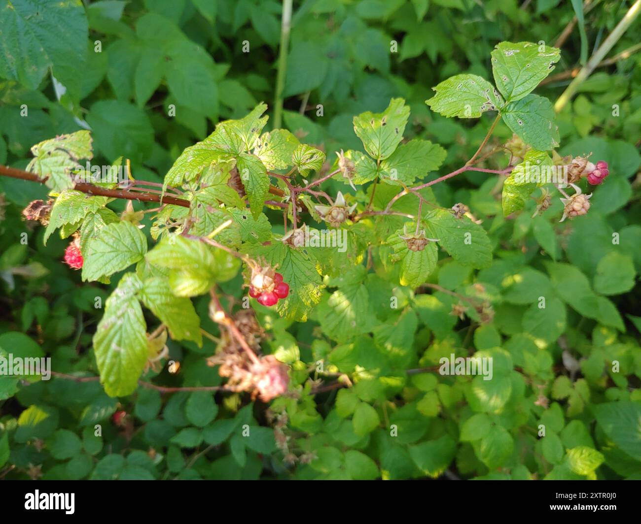 red raspberry (Rubus idaeus) Plantae Stock Photo - Alamy