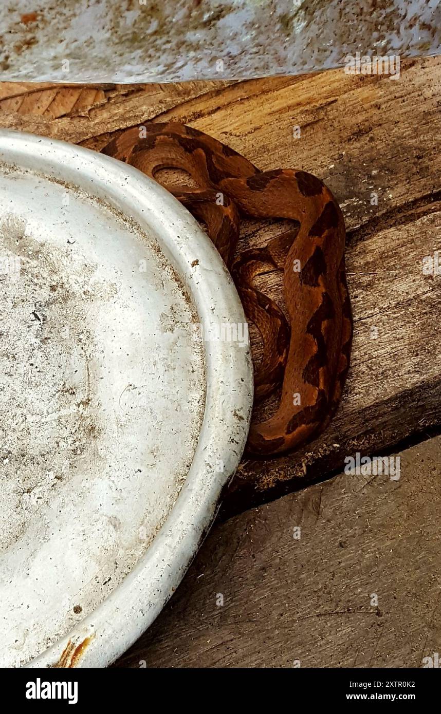 Banded Cat-eyed Snake (Leptodeira annulata) Reptilia Stock Photo - Alamy