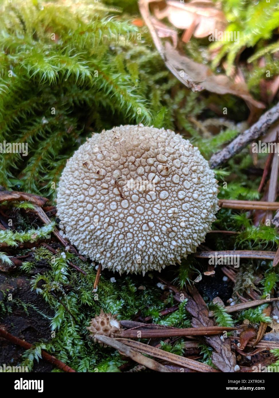 common puffball (Lycoperdon perlatum) Fungi Stock Photo - Alamy