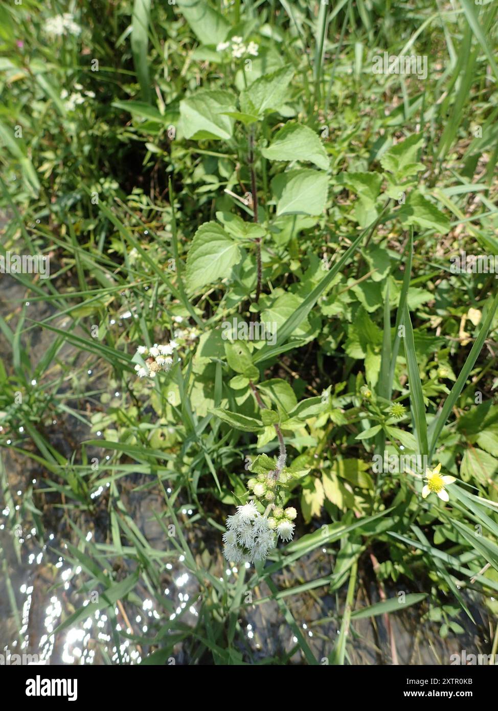 billygoat weed (Ageratum conyzoides) Plantae Stock Photo - Alamy
