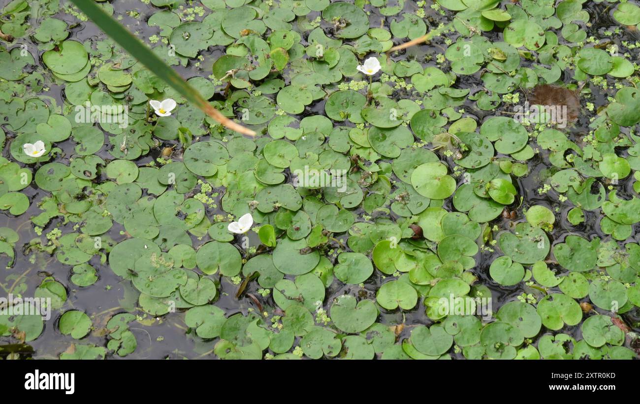European Frog-bit (Hydrocharis morsus-ranae) Plantae Stock Photo - Alamy