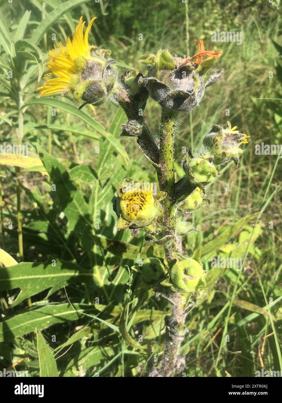 compass plant (Silphium laciniatum) Plantae Stock Photo - Alamy
