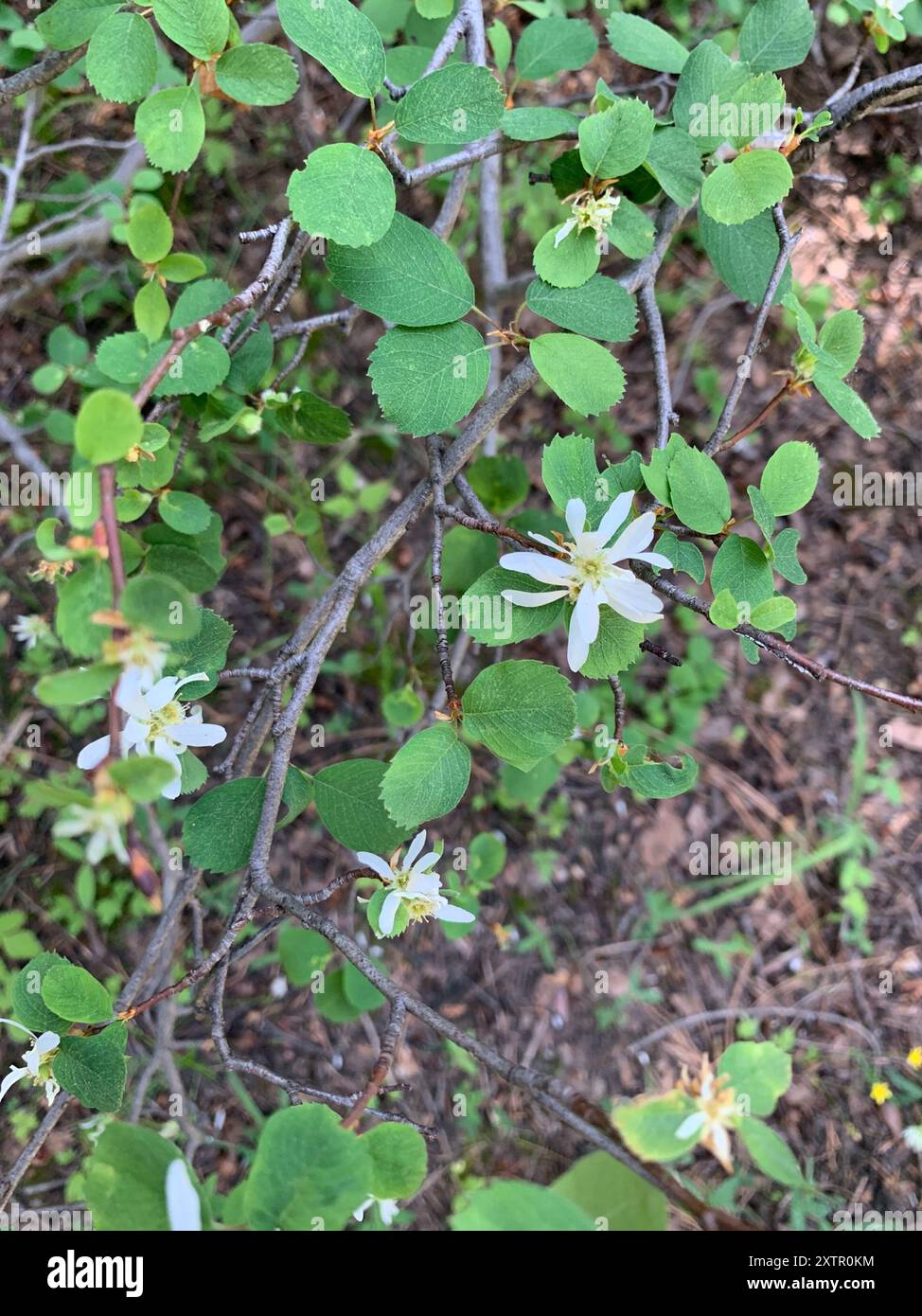 serviceberries (Amelanchier) Plantae Stock Photo - Alamy