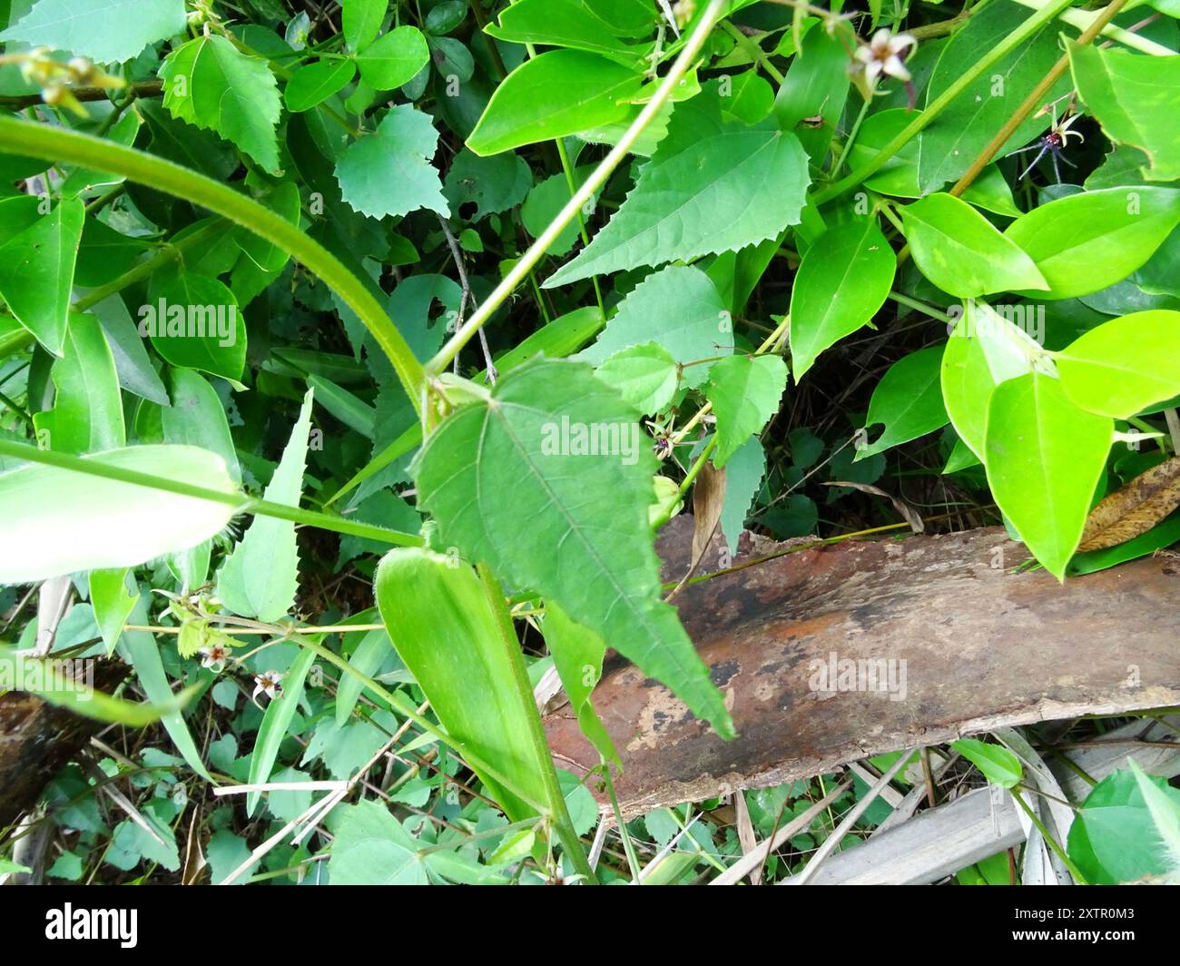 Common Hog Weed (Byttneria herbacea) Plantae Stock Photo - Alamy
