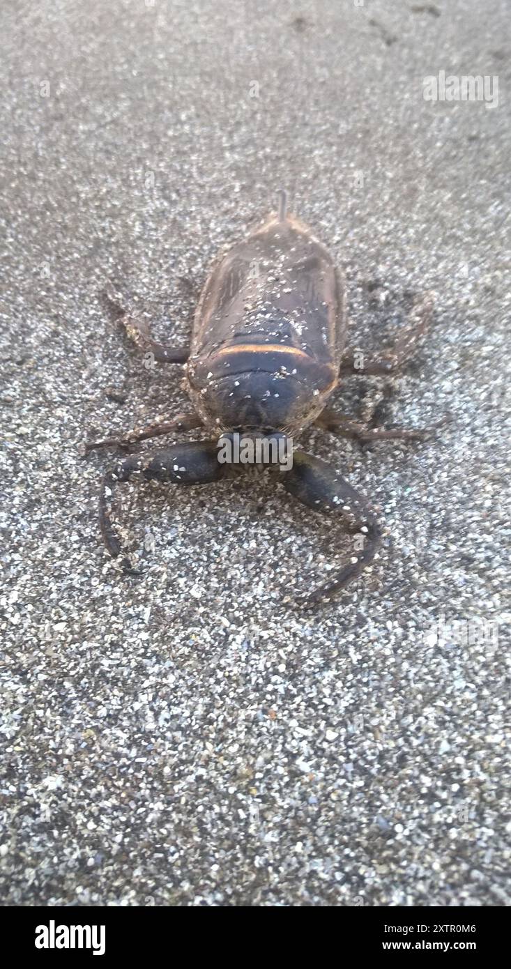 (Lethocerus annulipes) Insecta Stock Photo - Alamy