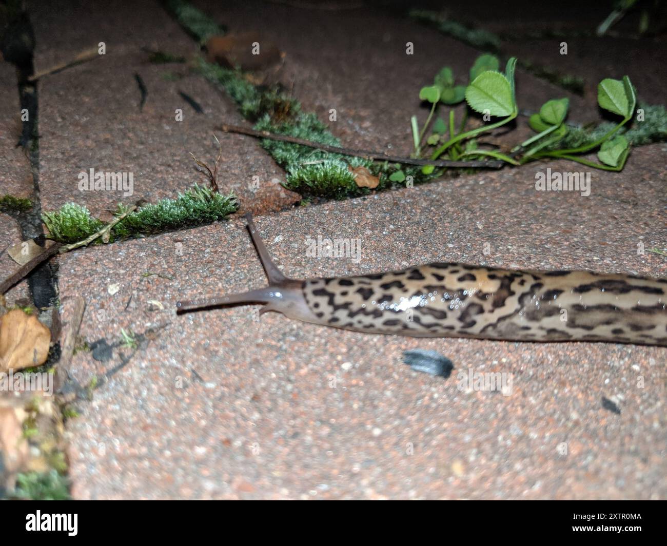 Leopard Slug (Limax maximus) Mollusca Stock Photo - Alamy