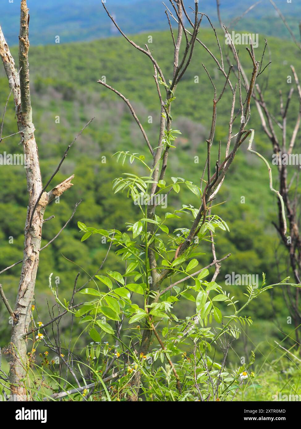 Evergreen Wisteria (Wisteriopsis reticulata) Plantae Stock Photo - Alamy