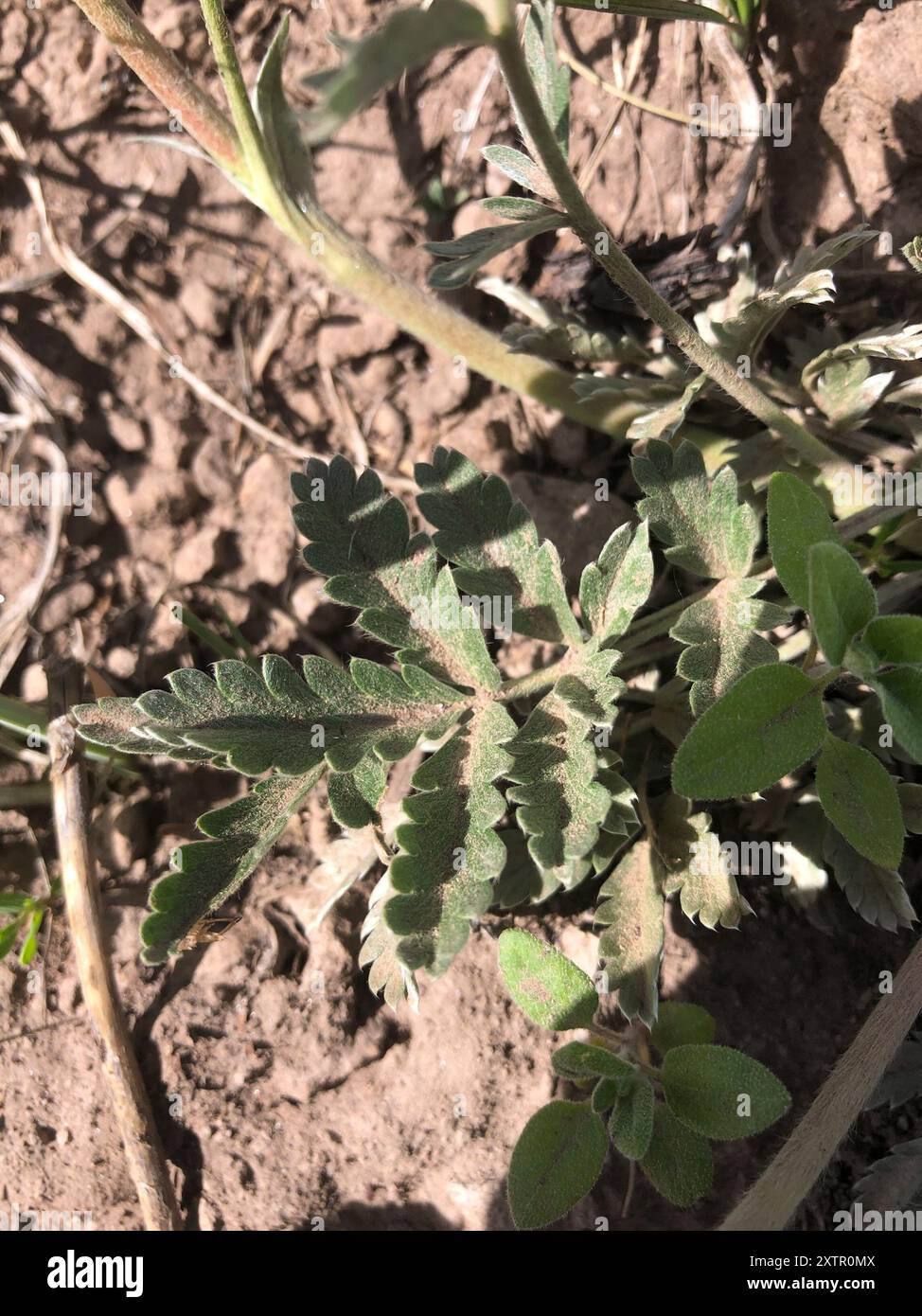 slender cinquefoil (Potentilla gracilis) Plantae Stock Photo - Alamy