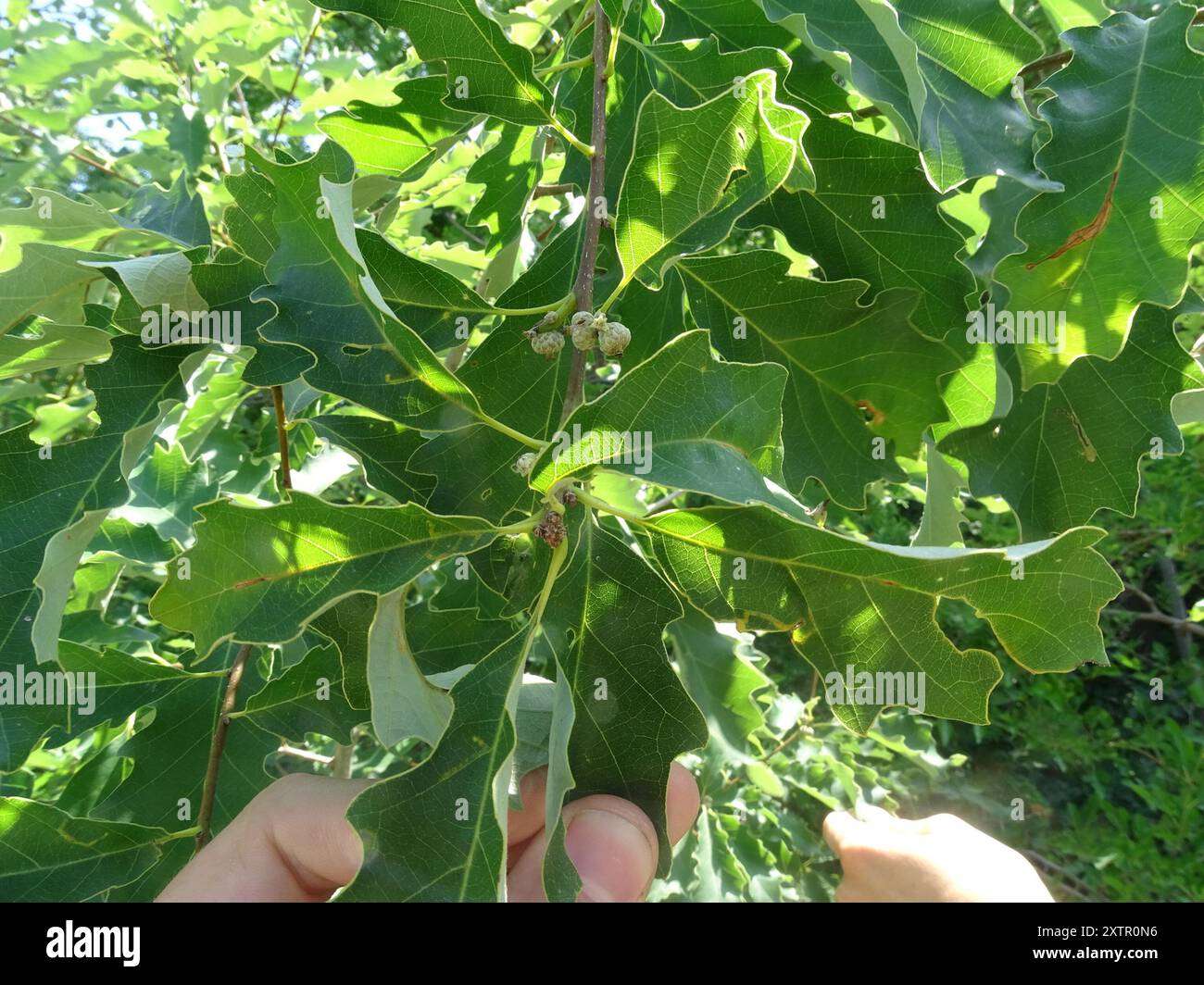 dwarf chinkapin oak (Quercus prinoides) Plantae Stock Photo - Alamy