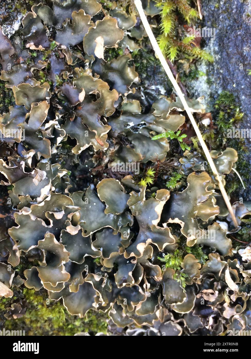 pelt lichens (Peltigera) Fungi Stock Photo - Alamy