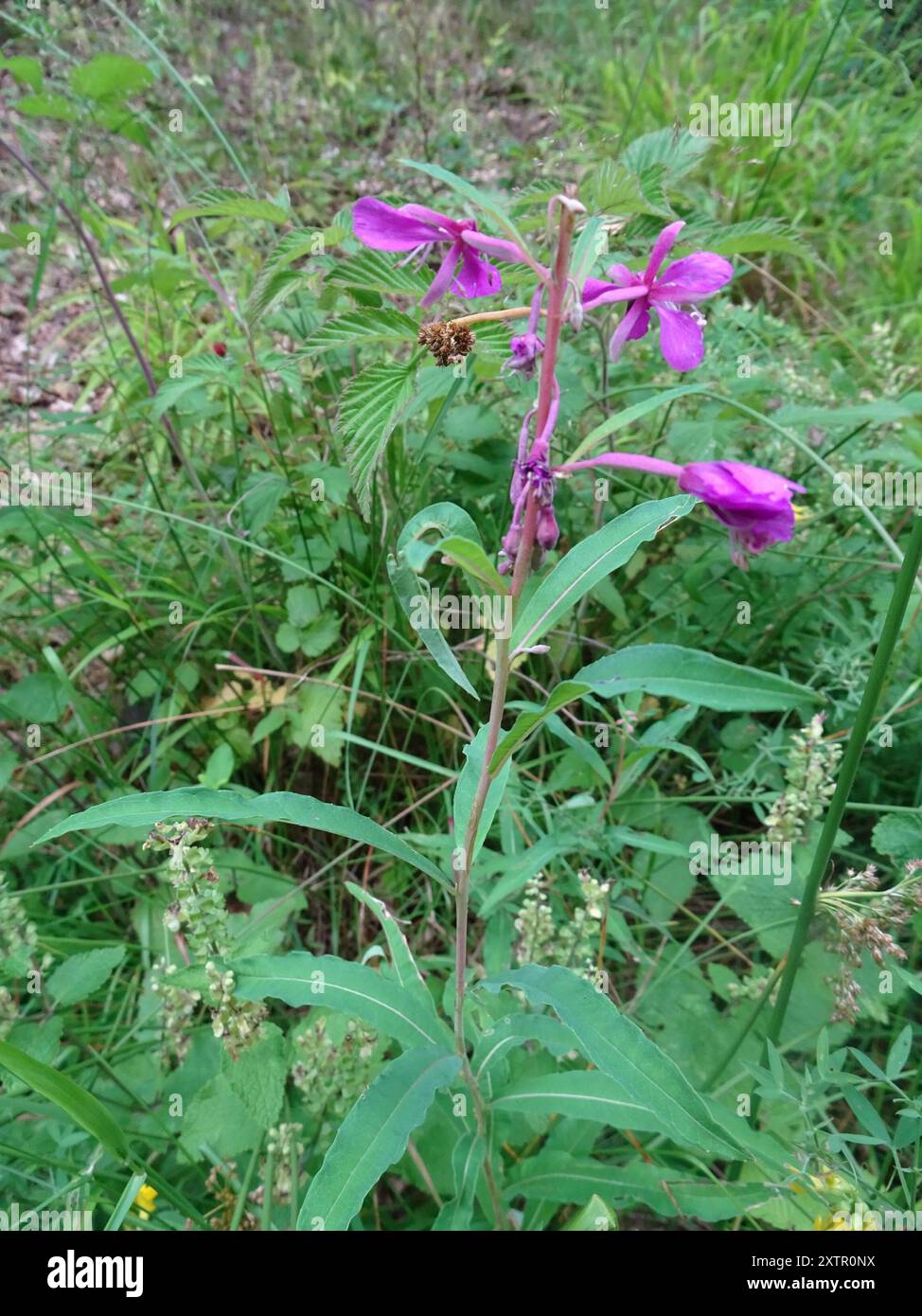 fireweed (Chamaenerion angustifolium) Plantae Stock Photo - Alamy