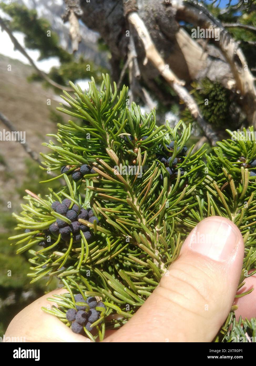 subalpine fir (Abies lasiocarpa) Plantae Stock Photo - Alamy