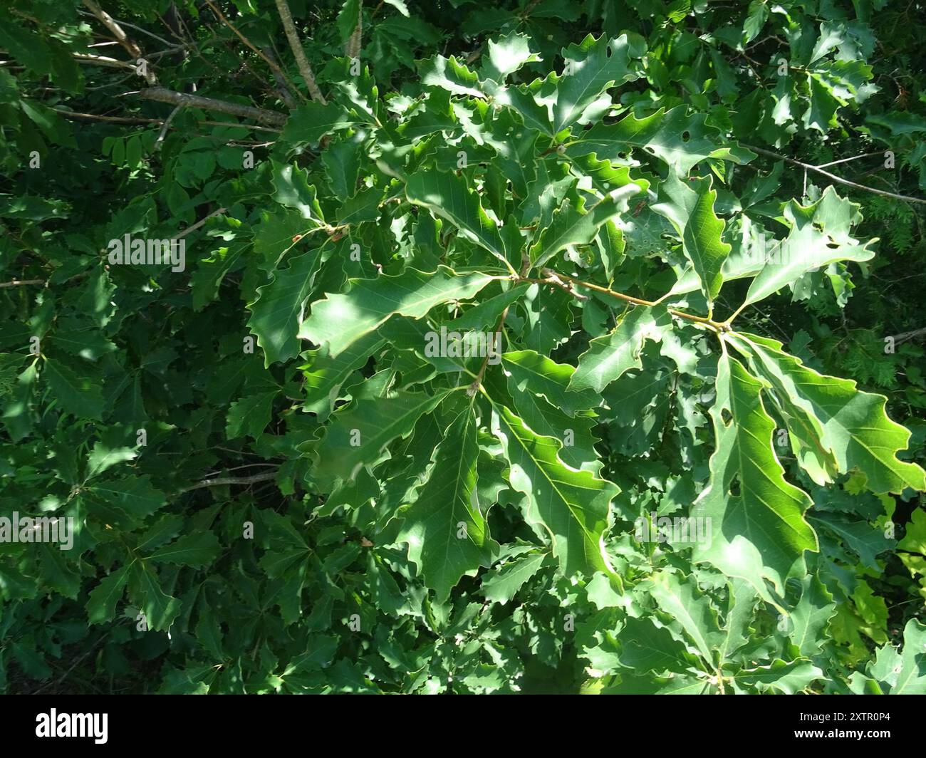 dwarf chinkapin oak (Quercus prinoides) Plantae Stock Photo - Alamy