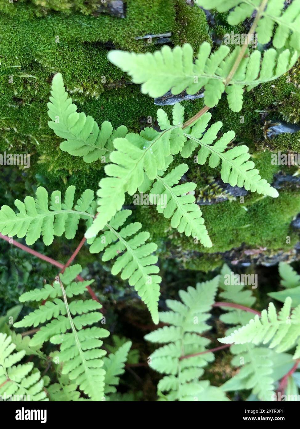fragile ferns (Cystopteris) Plantae Stock Photo - Alamy
