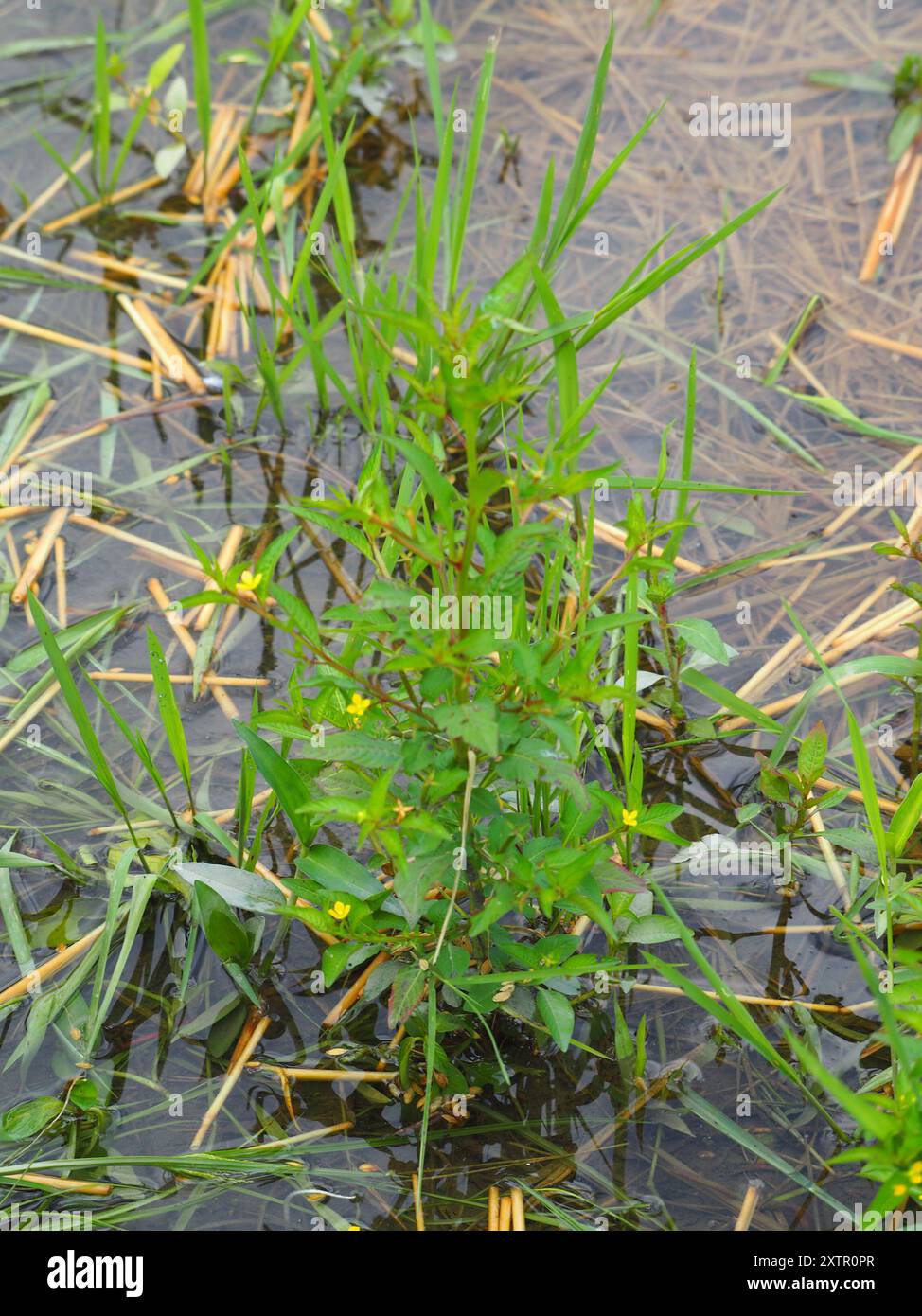 Seedbox (Ludwigia hyssopifolia) Plantae Stock Photo - Alamy