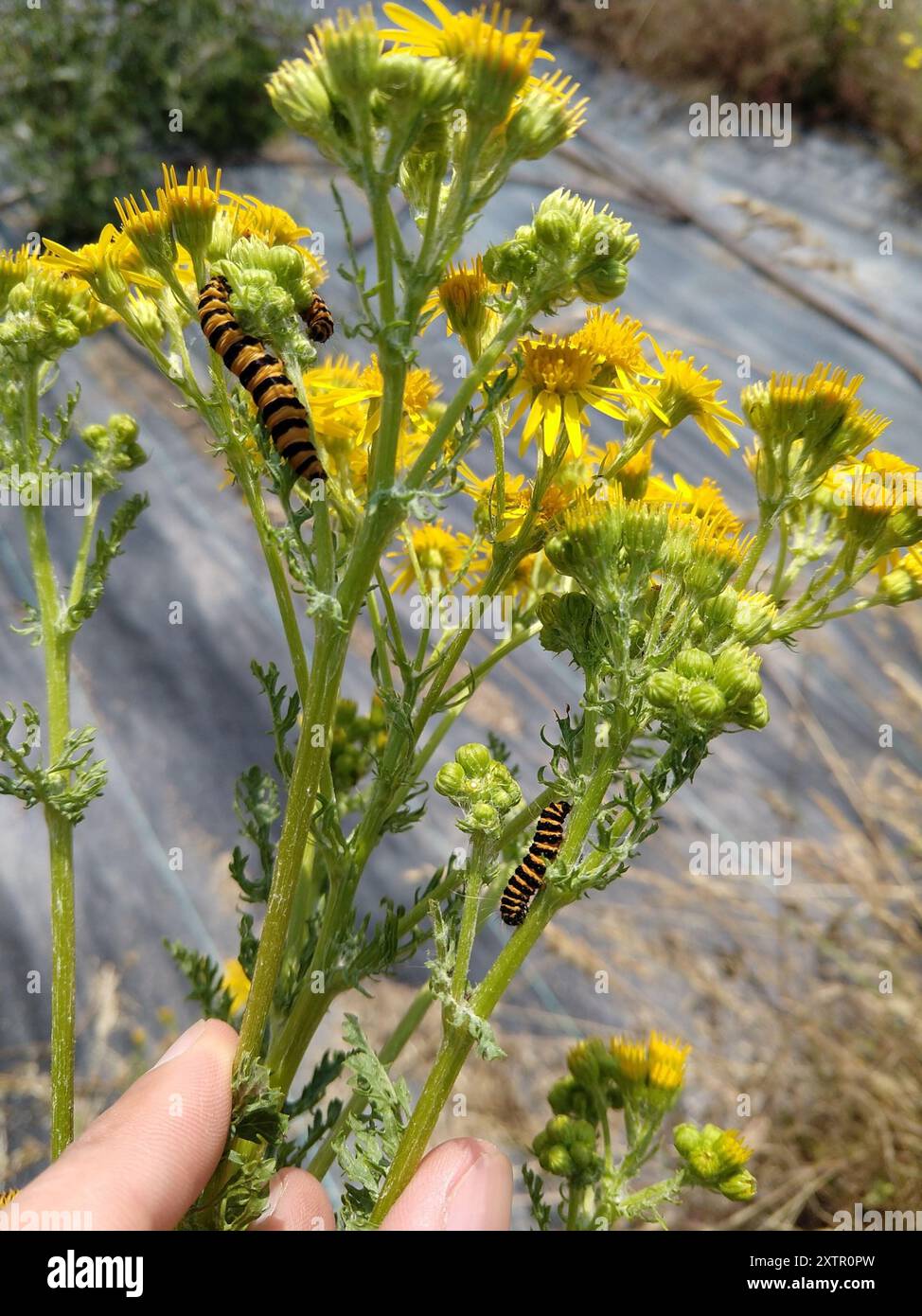 Cinnabar moth (Tyria jacobaeae) Insecta Stock Photo - Alamy