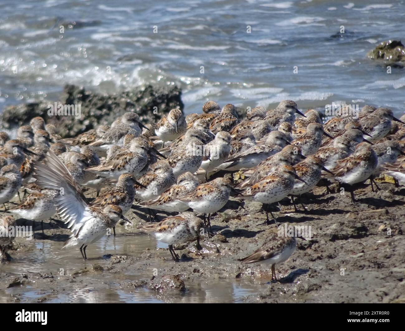 Western Sandpiper (Calidris mauri) Aves Stock Photo - Alamy