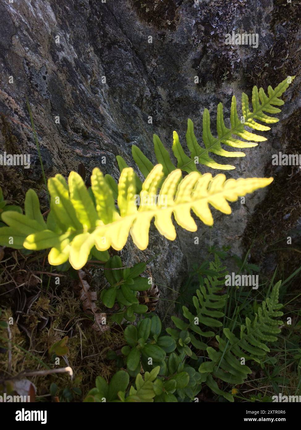 common polypody (Polypodium vulgare) Plantae Stock Photo - Alamy