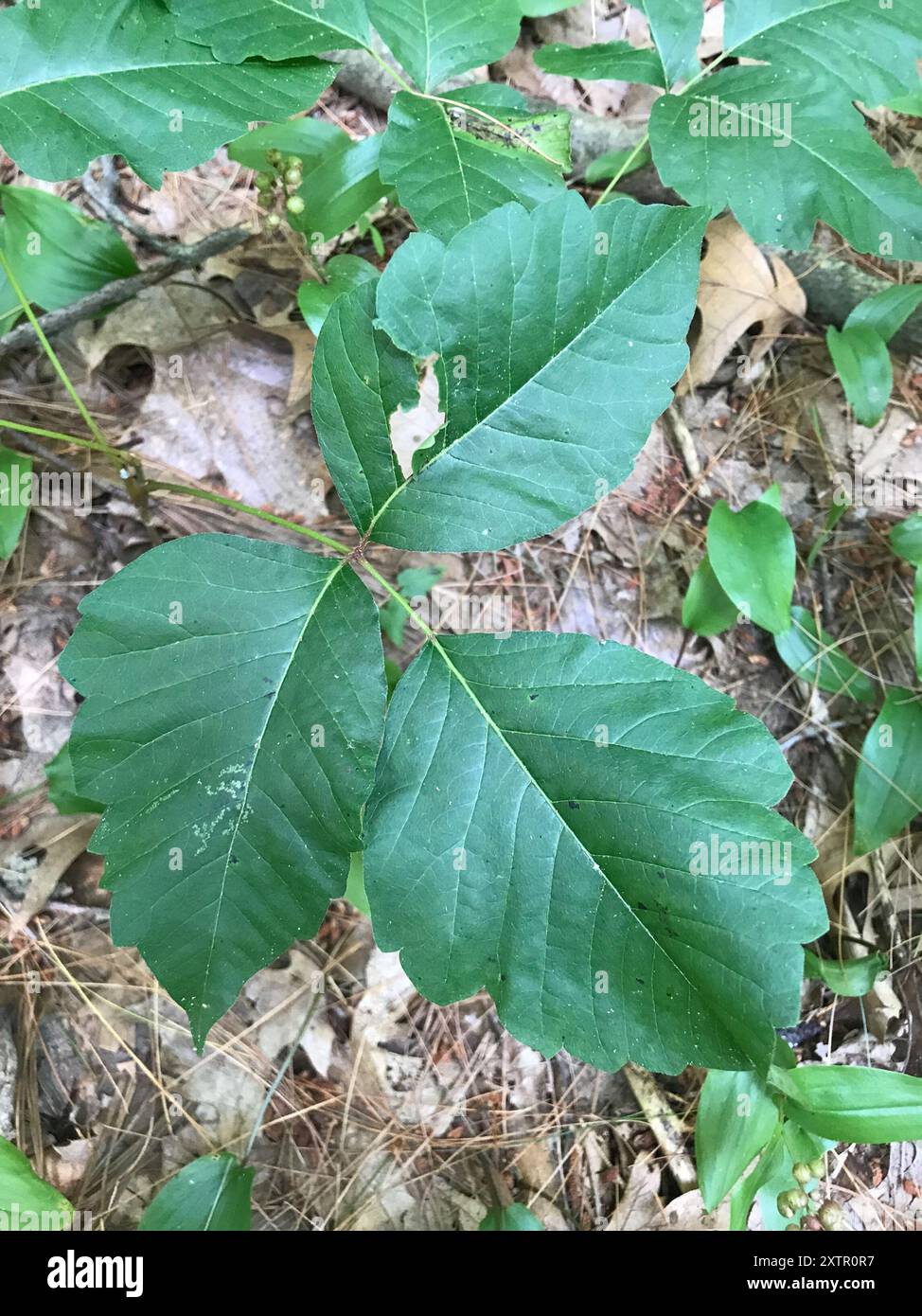 eastern poison ivy (Toxicodendron radicans) Plantae Stock Photo - Alamy