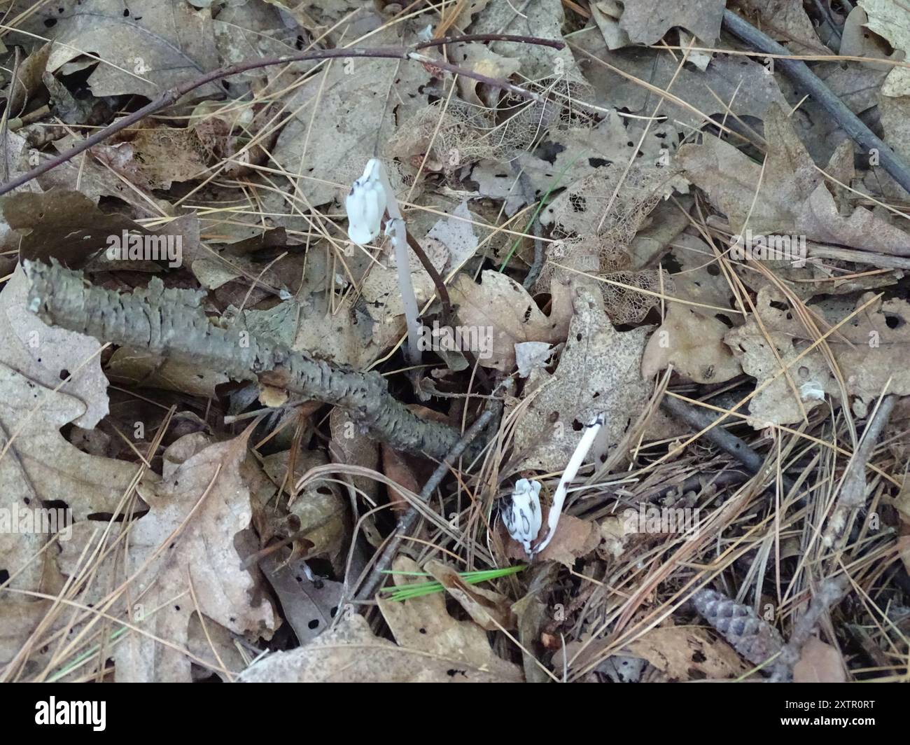 Ghost Pipe (Monotropa uniflora) Plantae Stock Photo - Alamy