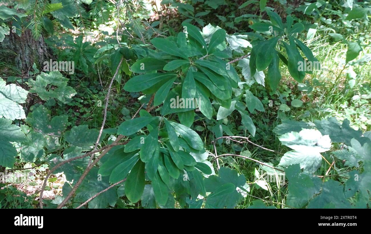 Mezereon (Daphne mezereum) Plantae Stock Photo - Alamy