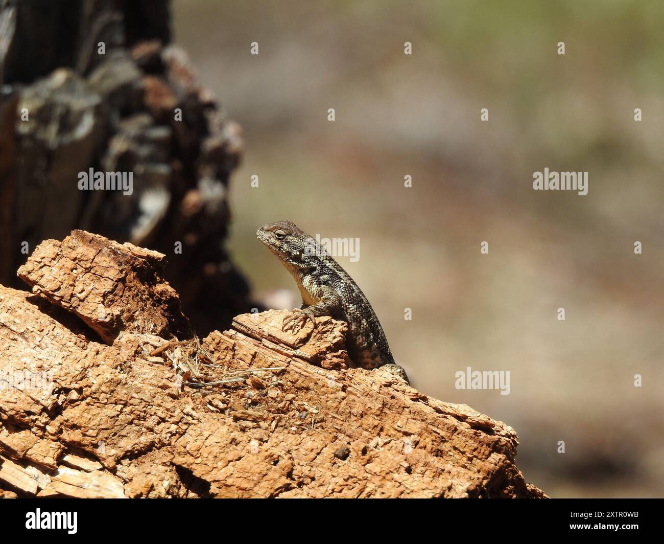 Common Sagebrush Lizard (Sceloporus graciosus) Reptilia Stock Photo - Alamy