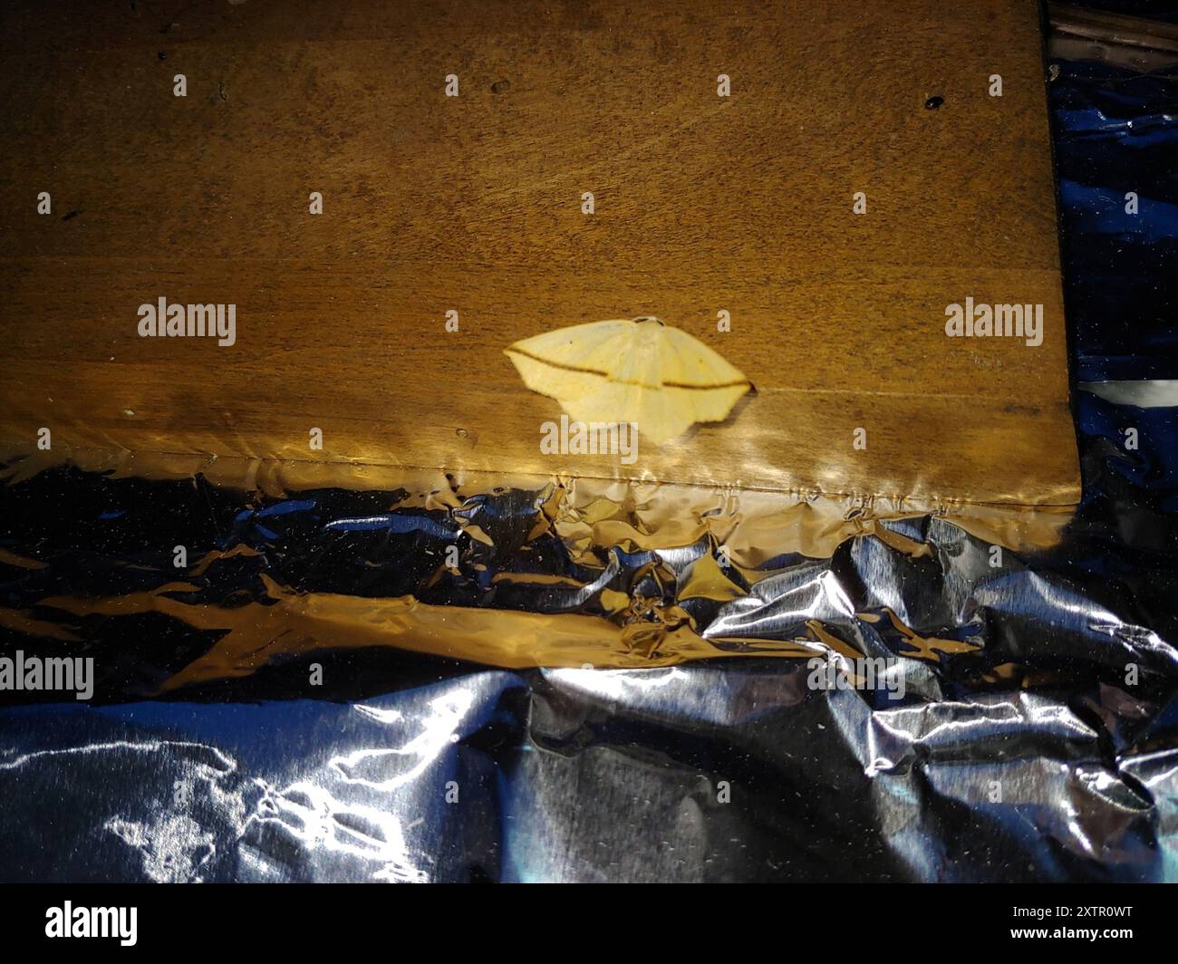 Yellow Slant-line (Tetracis crocallata) Insecta Stock Photo - Alamy