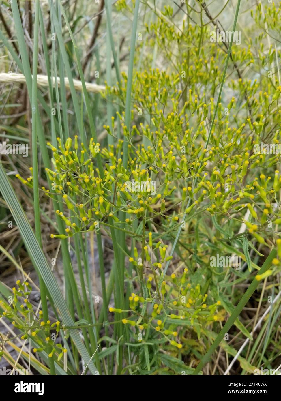 coastal burnweed (Senecio minimus) Plantae Stock Photo - Alamy