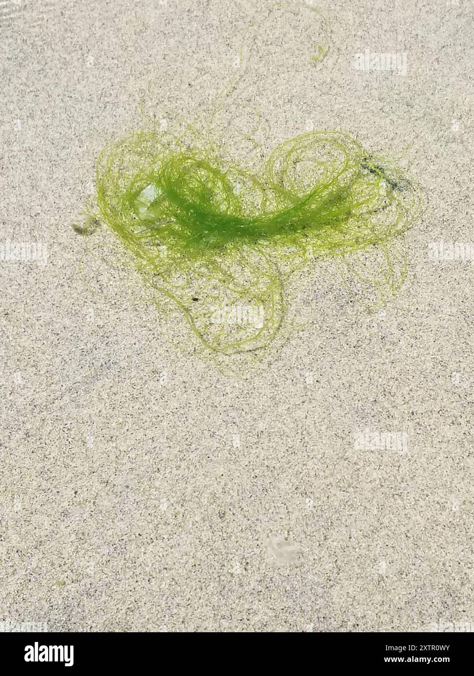 green algae (Chlorophyta) Plantae Stock Photo - Alamy