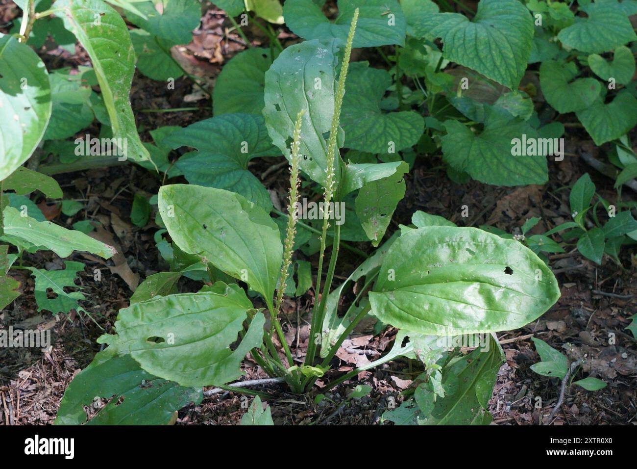greater plantain (Plantago major) Plantae Stock Photo - Alamy