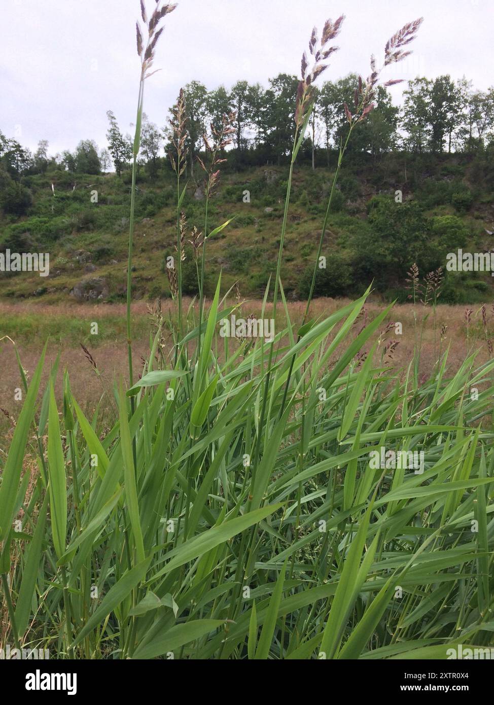 grasses (Poaceae) Plantae Stock Photo - Alamy