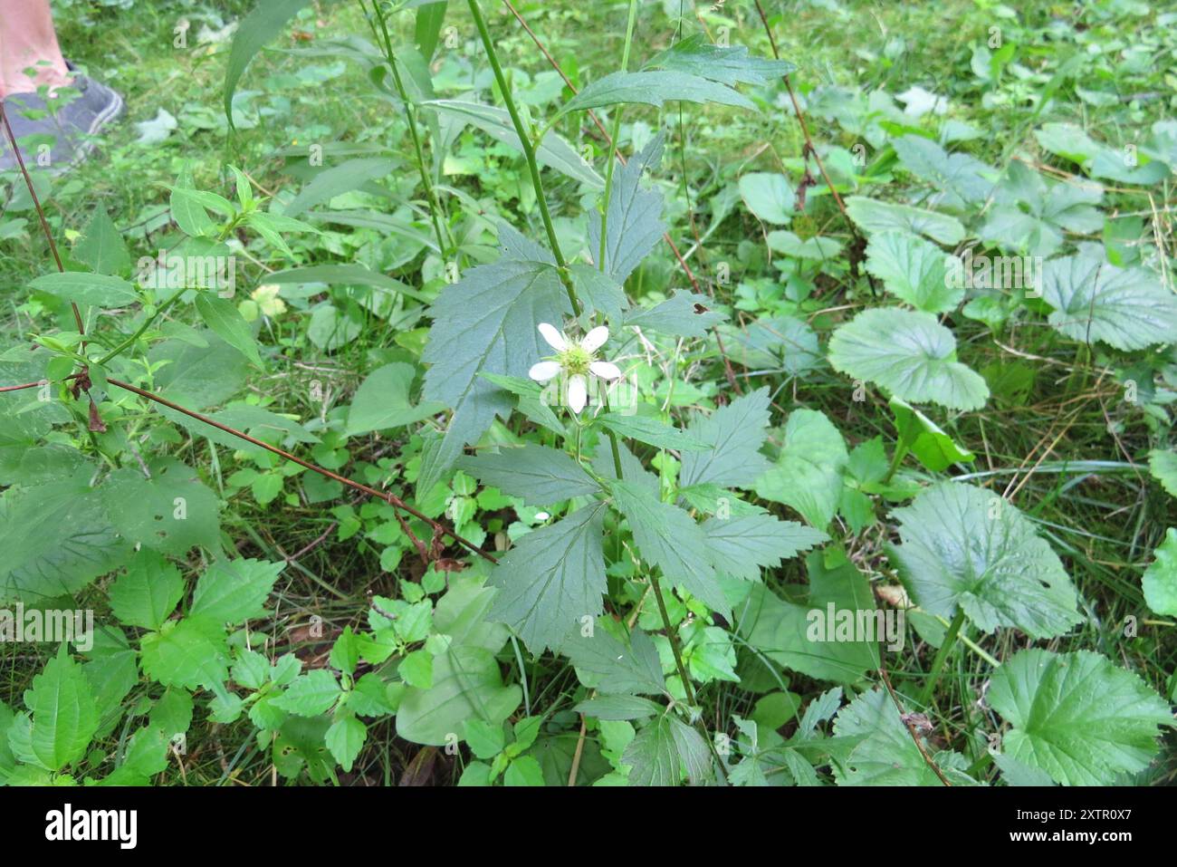 white avens (Geum canadense) Plantae Stock Photo - Alamy