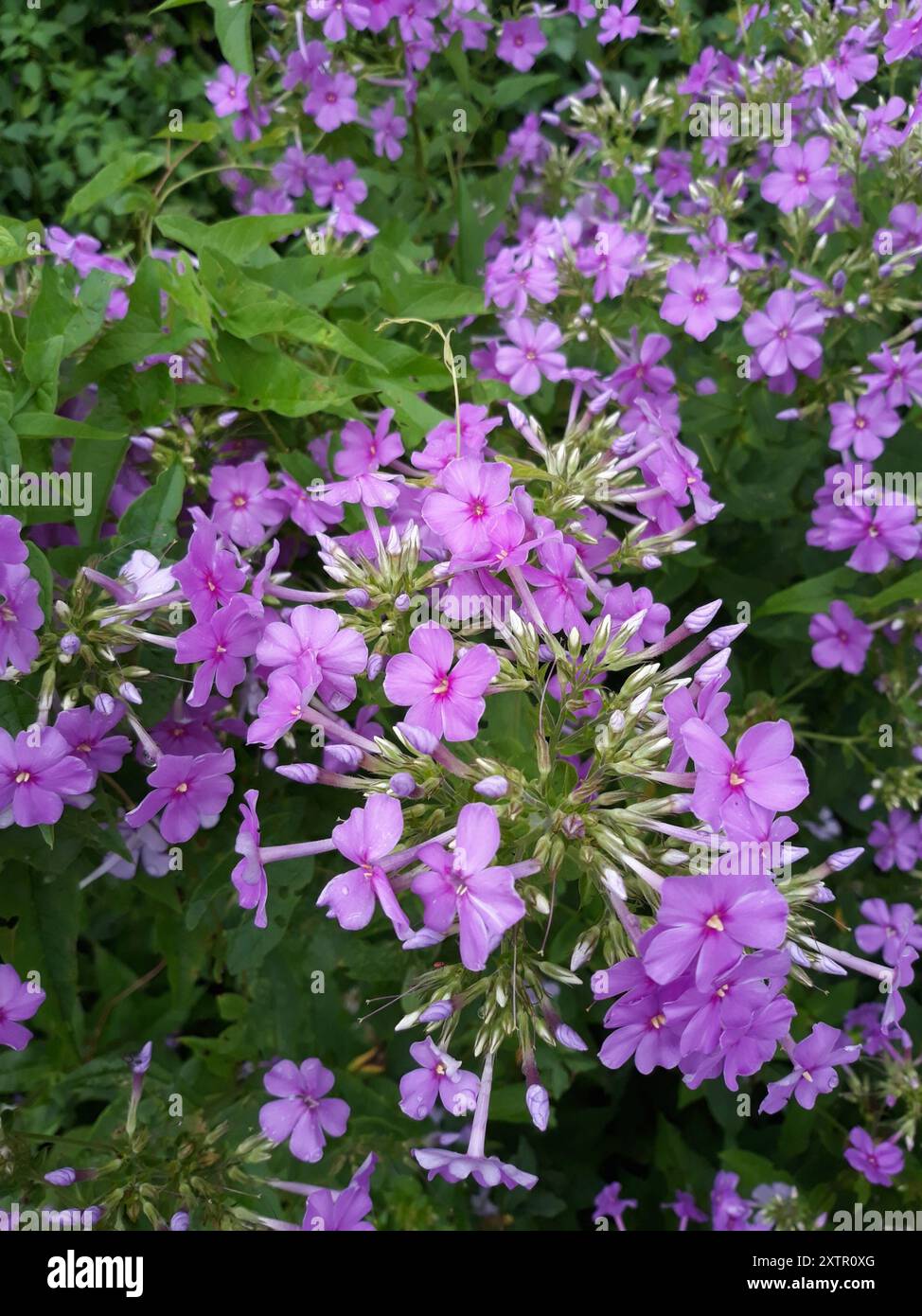 fall phlox (Phlox paniculata) Plantae Stock Photo - Alamy