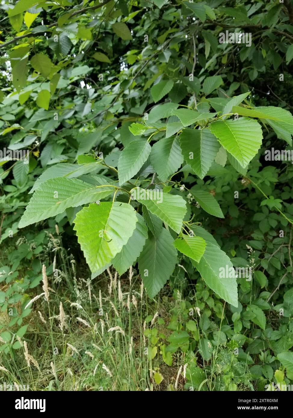 Red Alder (Alnus rubra) Plantae Stock Photo - Alamy