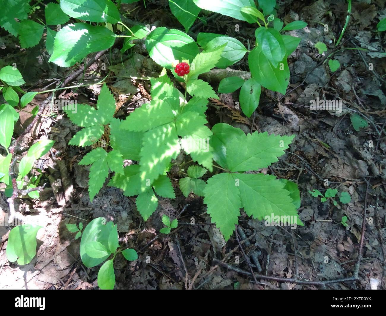 dwarf raspberry (Rubus pubescens) Plantae Stock Photo - Alamy