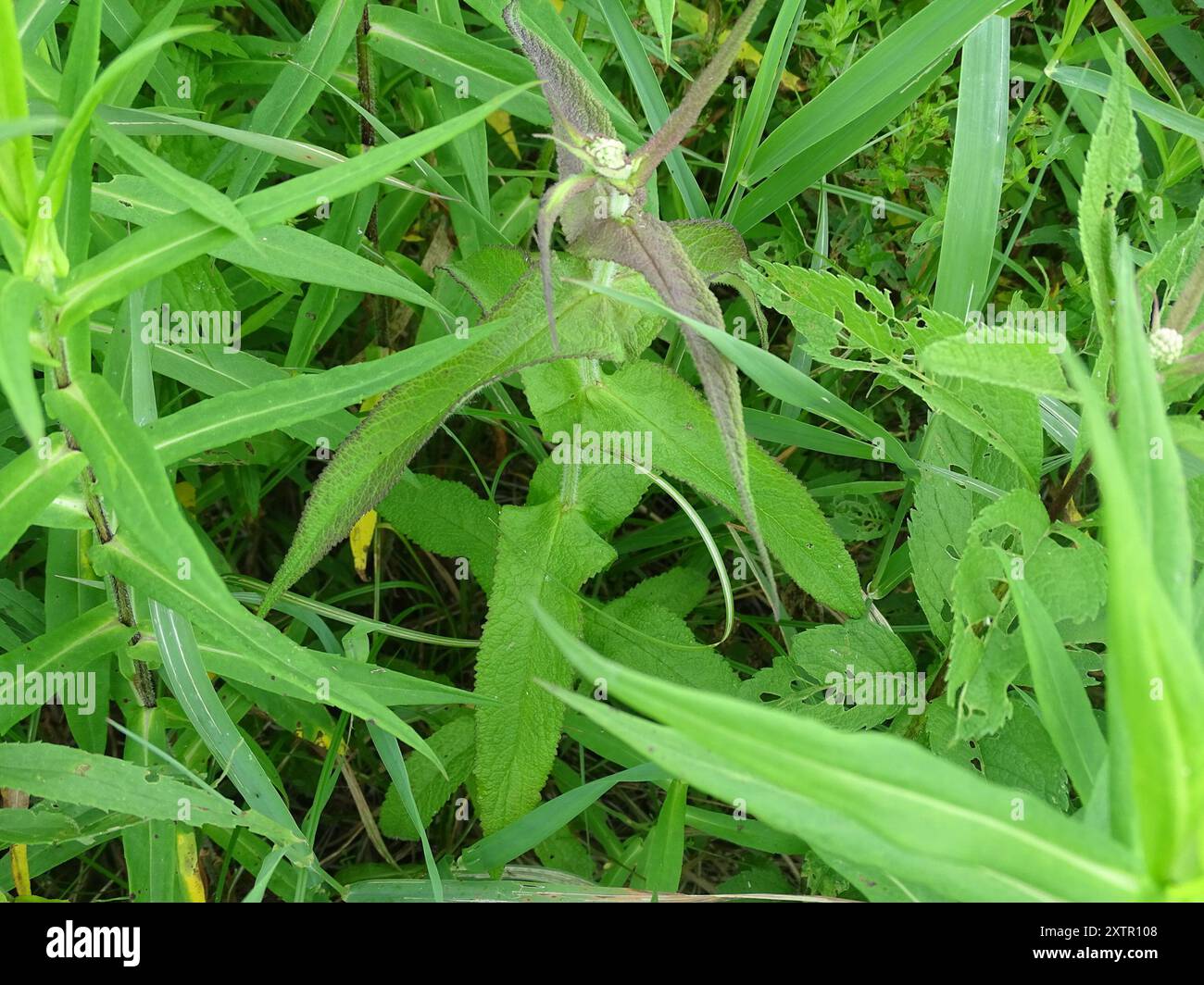 common boneset (Eupatorium perfoliatum) Plantae Stock Photo - Alamy