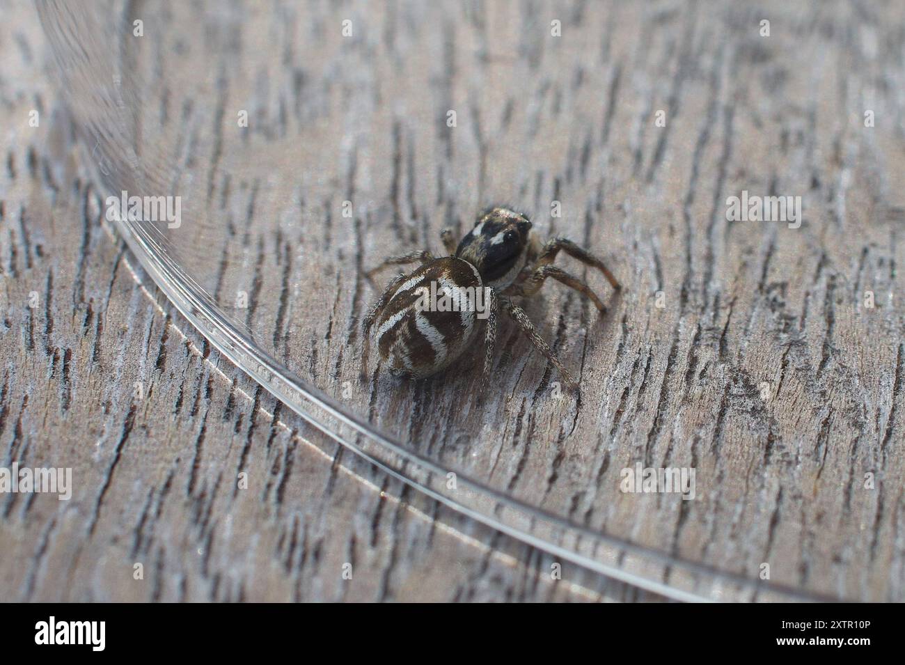 Zebra Jumping Spider (Salticus scenicus) Arachnida Stock Photo - Alamy