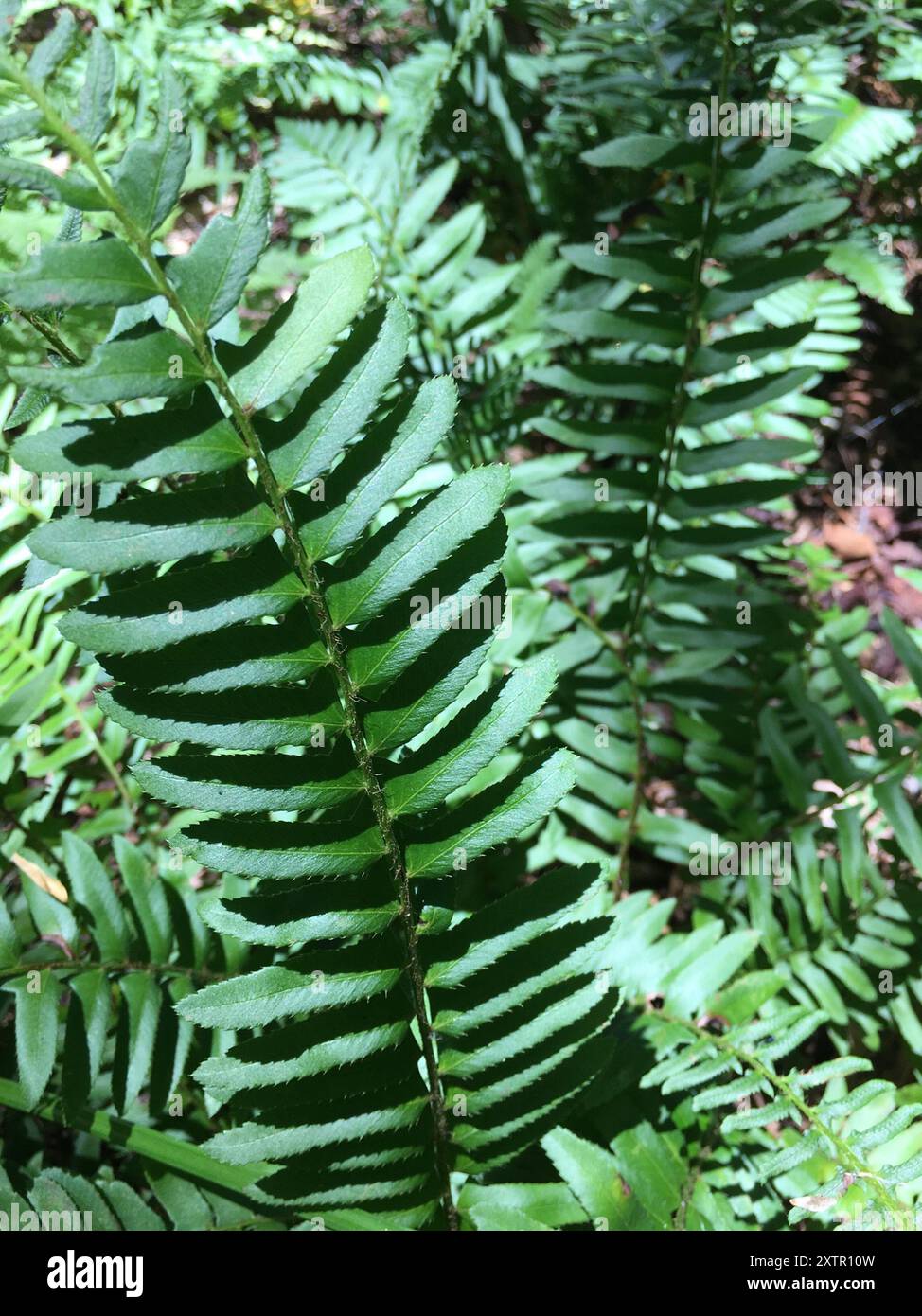 Christmas fern (Polystichum acrostichoides) Plantae Stock Photo - Alamy