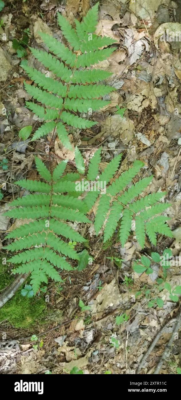 cinnamon fern (Osmundastrum cinnamomeum) Plantae Stock Photo - Alamy