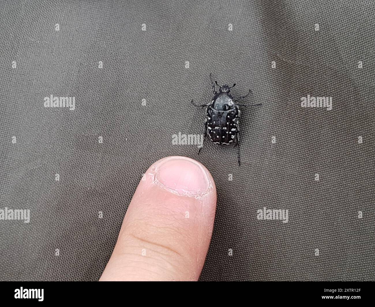 Mediterranean Spotted Chafer (Oxythyrea funesta) Insecta Stock Photo ...